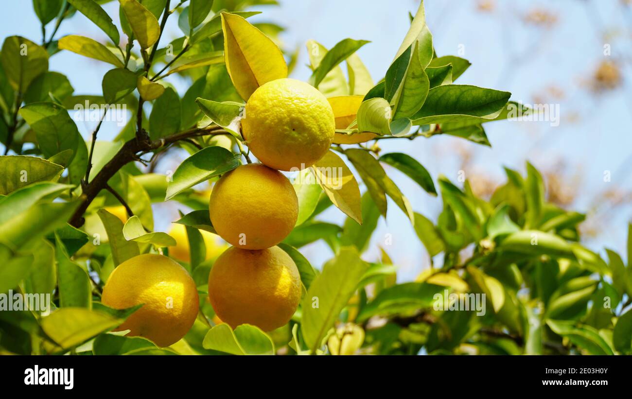 Ripe oranges hanging on branches hi-res stock photography and images ...