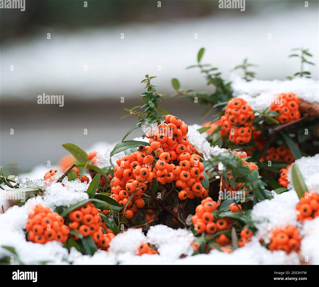 Orange fruit tree snow hi-res stock photography and images - Alamy