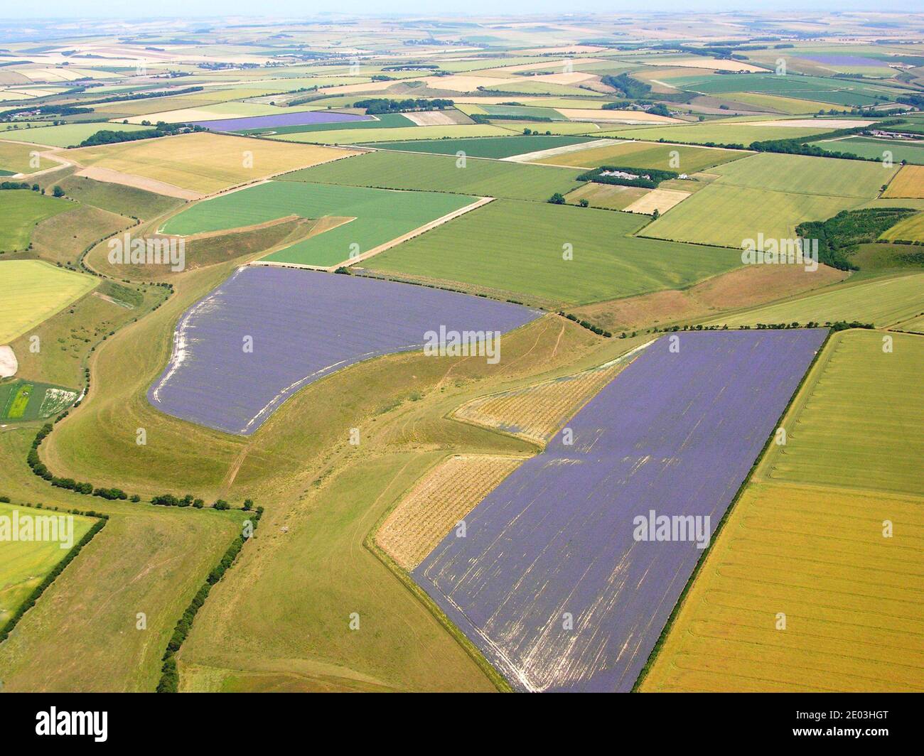 aerial view of linseed (bluey violet fields) being grown commercially ...