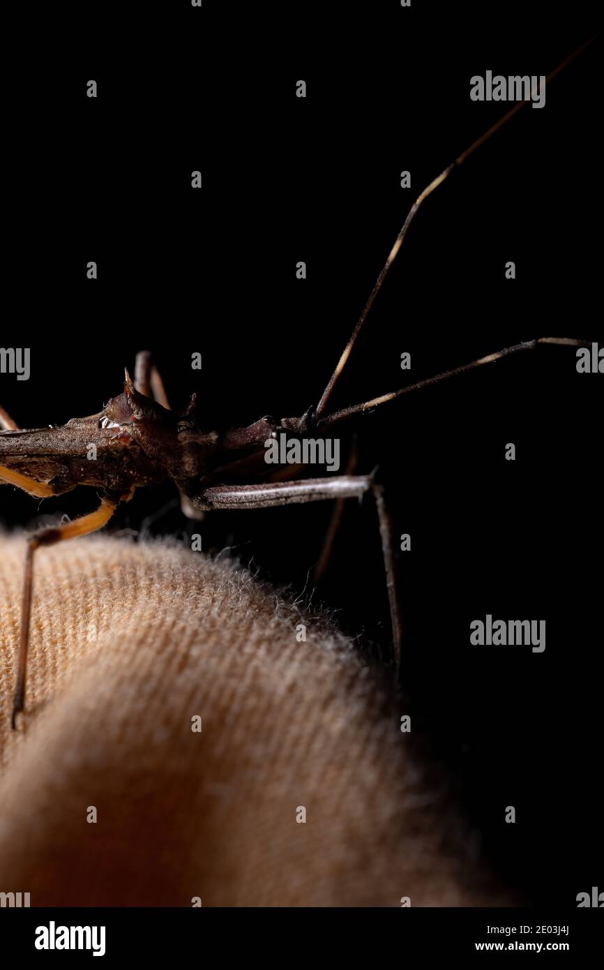 Adult Assassin Bug of the Genus Heza Stock Photo - Alamy