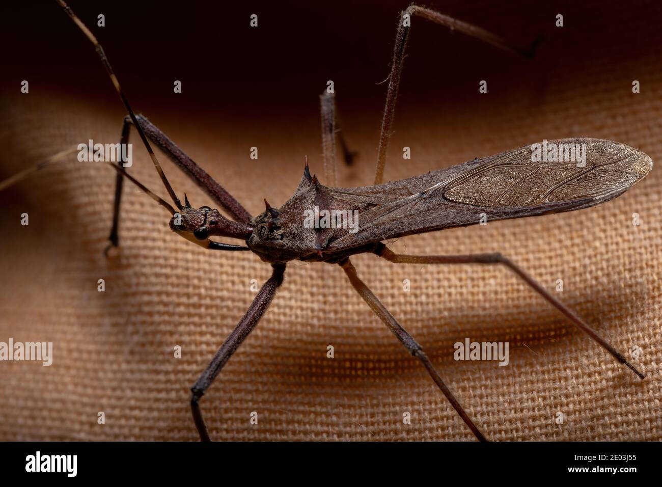 Adult Assassin Bug of the Genus Heza Stock Photo - Alamy