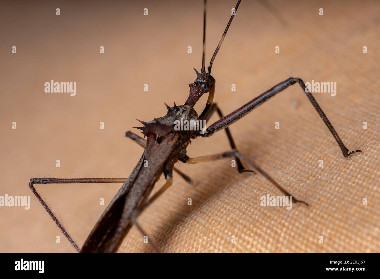 Adult Assassin Bug of the Genus Heza Stock Photo - Alamy