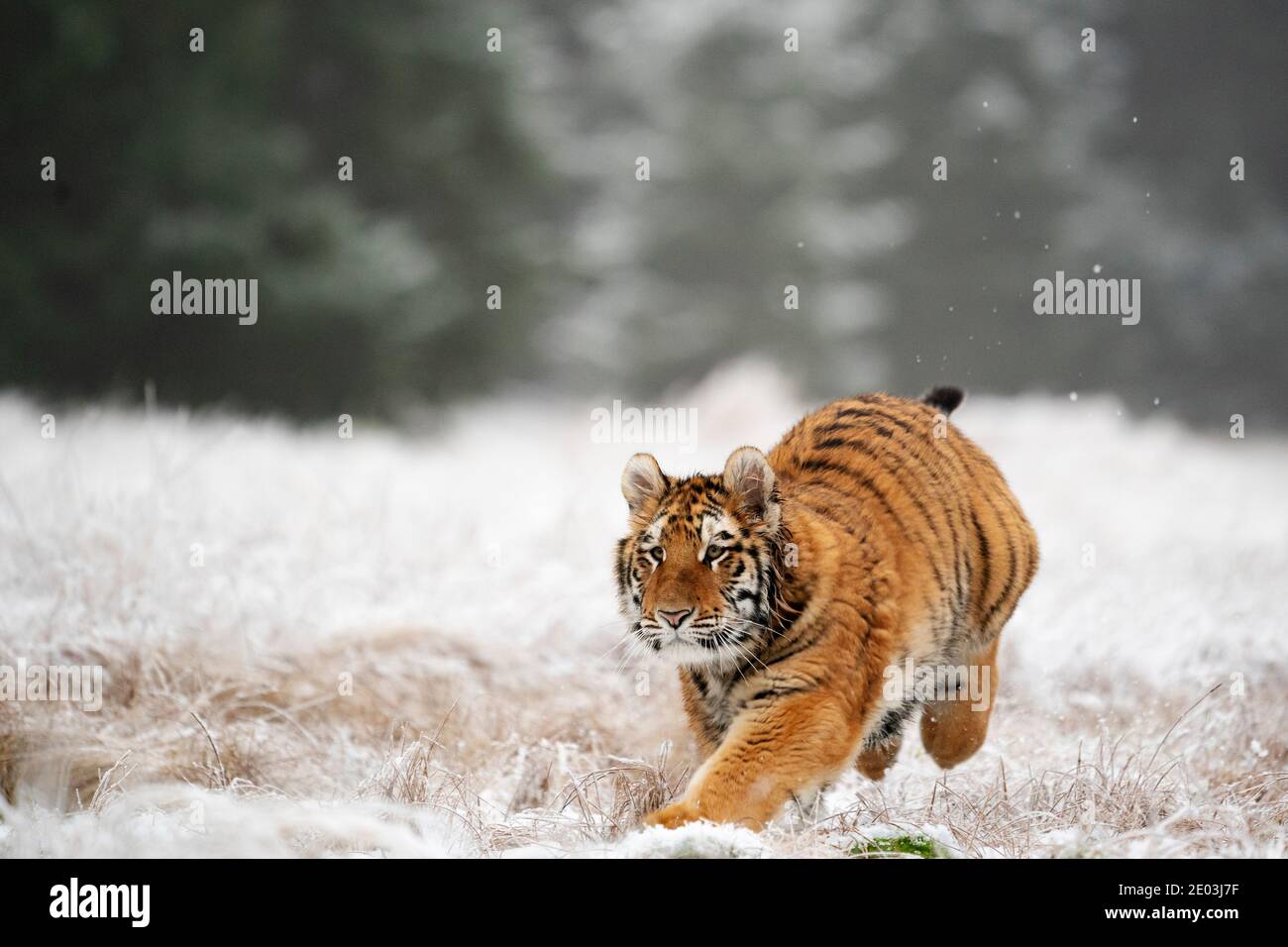 young Siberian Tiger, Panthera tigris altaica, captive (CTK Photo ...