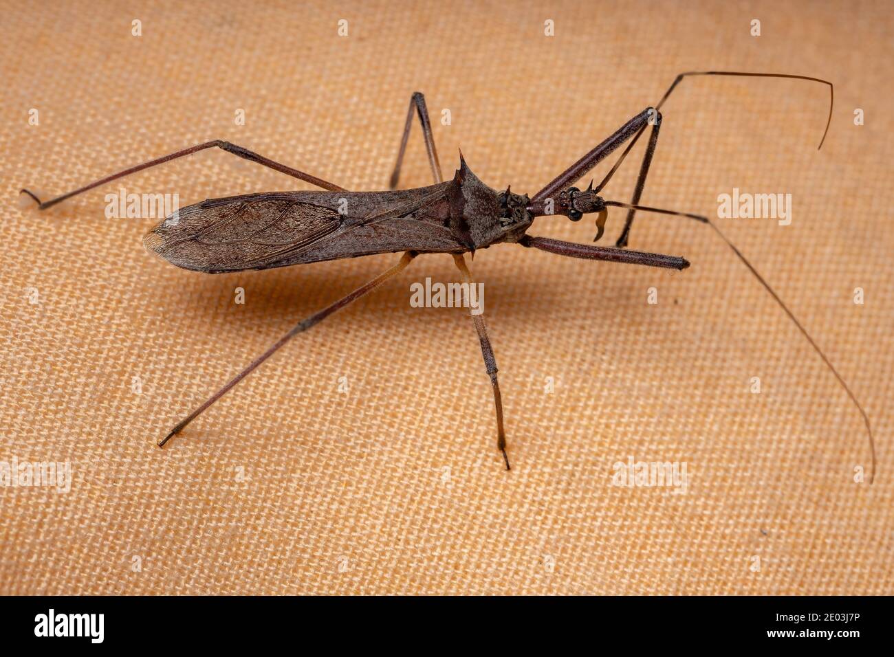 Adult Assassin Bug of the Genus Heza Stock Photo - Alamy