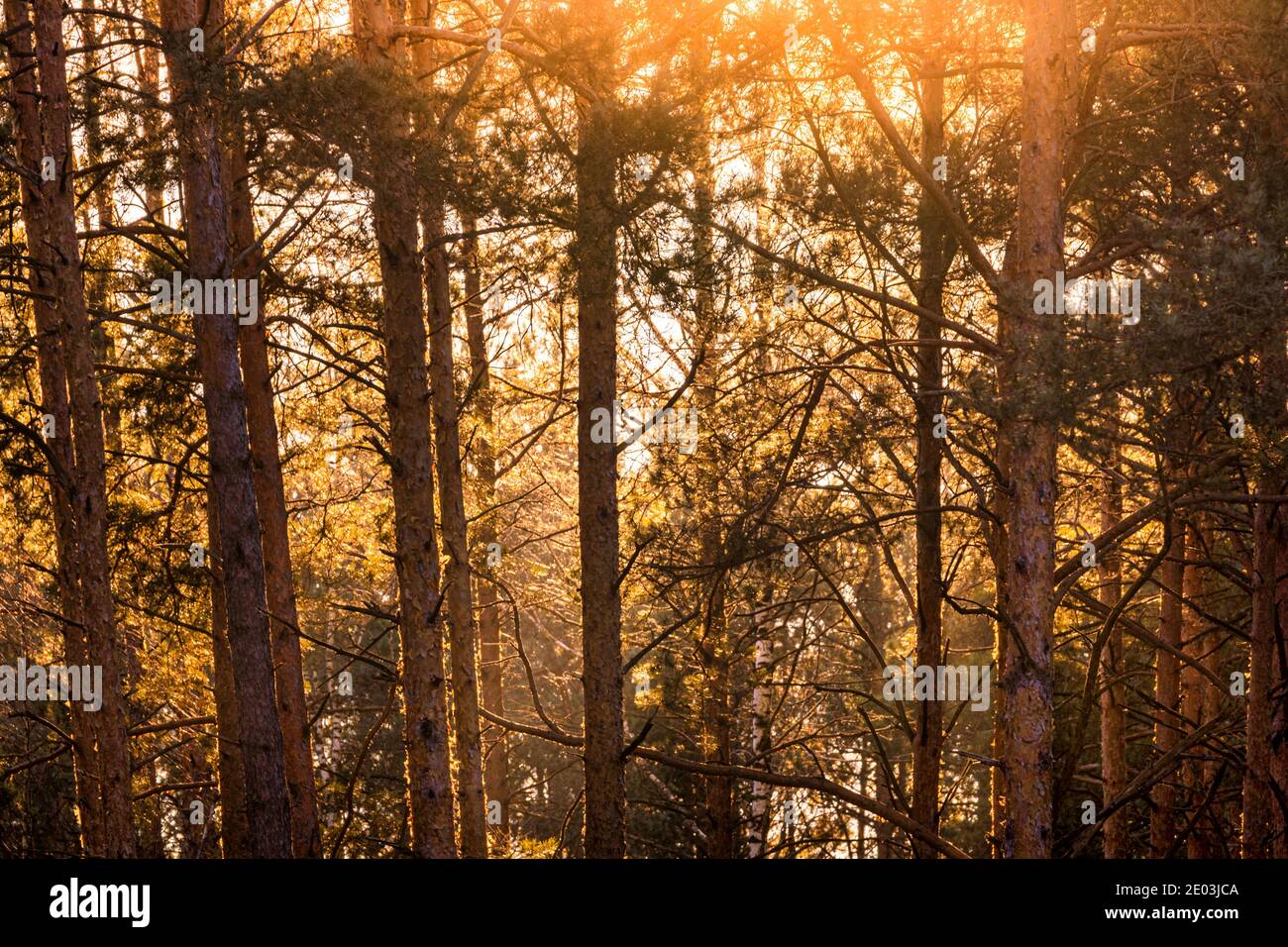 Sunset or sunrise in the spring pine forest. Sunbeams shining through ...