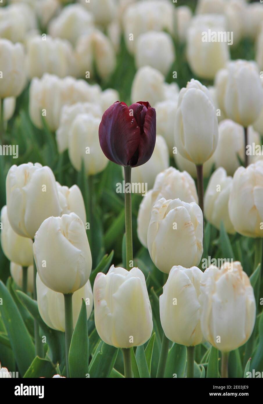 Stand of tulips hi-res stock photography and images - Alamy