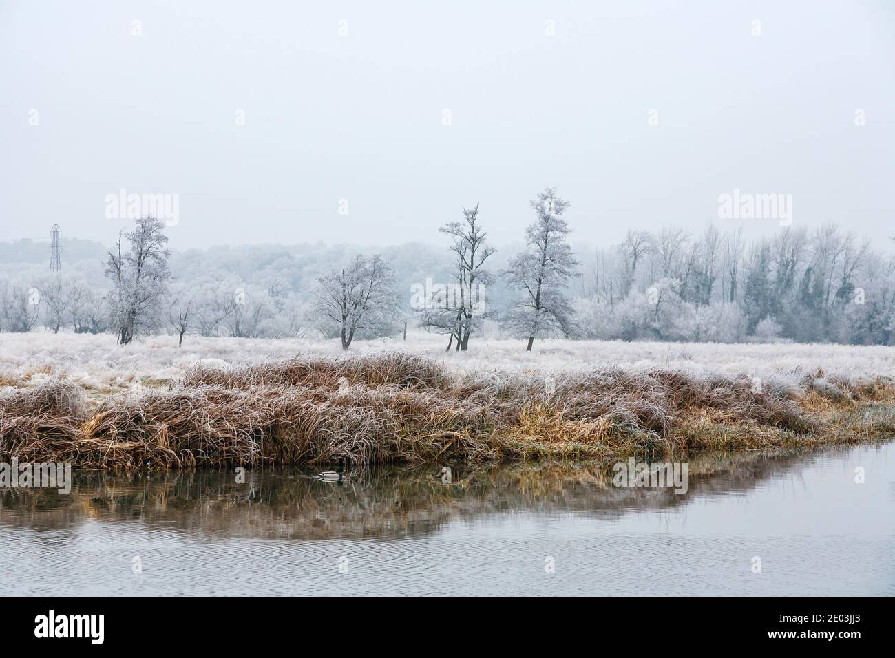 Country side rural trees surrey england english british britain uk hi ...