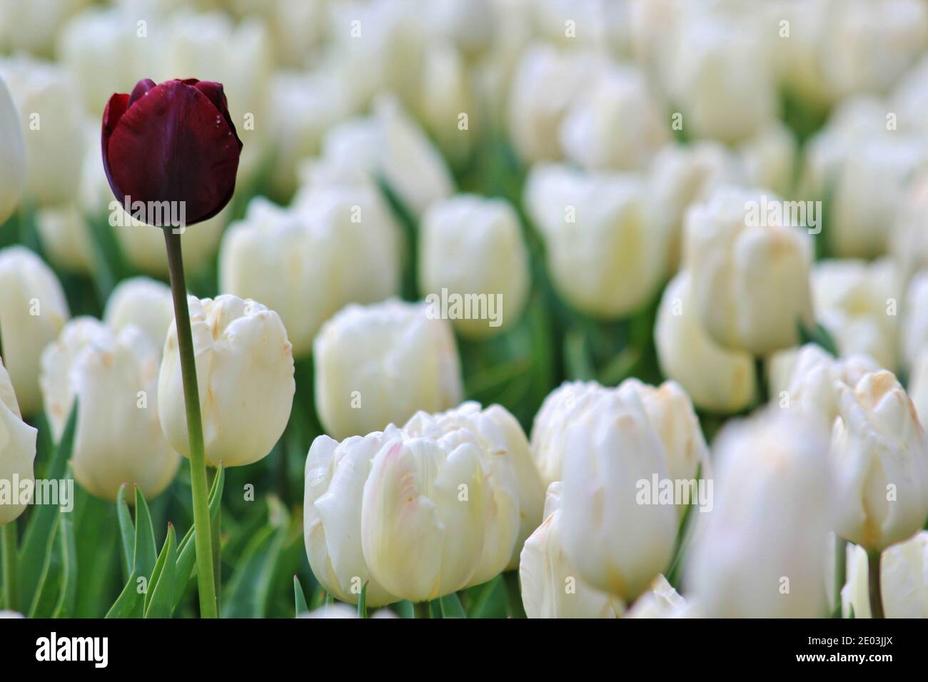 Stand of tulips hi-res stock photography and images - Alamy