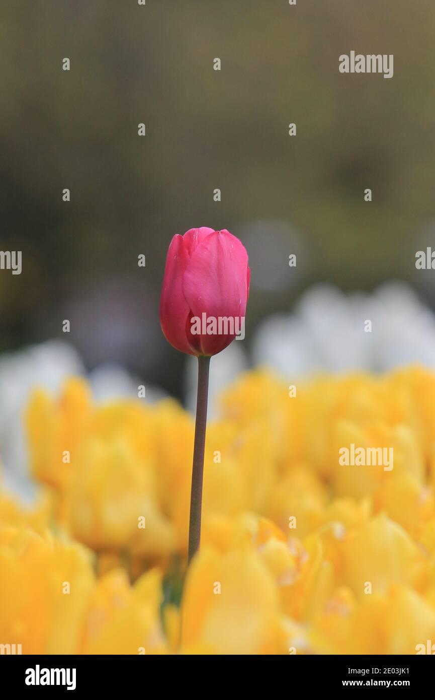 Stand out tulips Stock Photo - Alamy