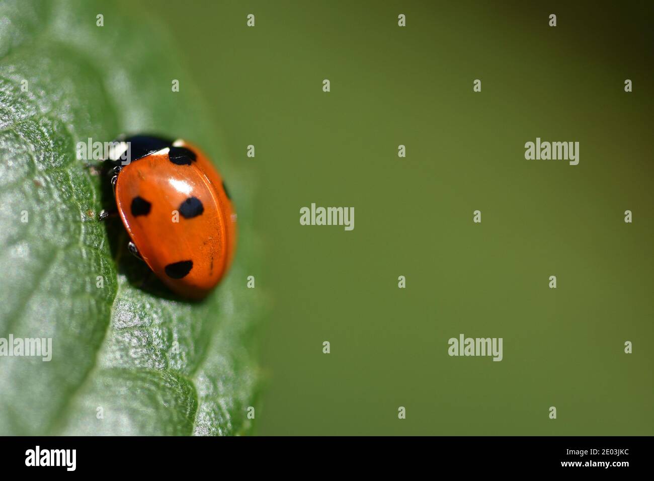 7 Spot Ladybird (Scientific Name Coccinella septempunctat, from ...