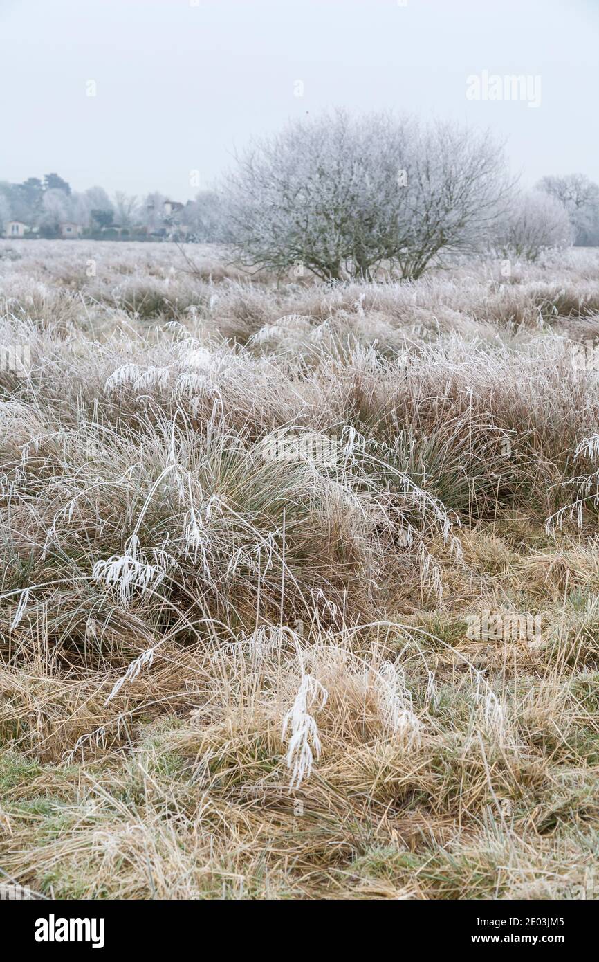 Frosty tussock grass hi-res stock photography and images - Alamy