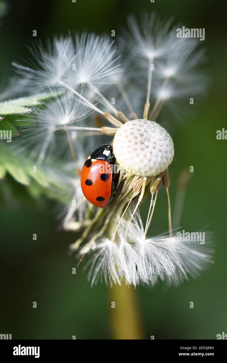 7 Spot Ladybird (Scientific Name Coccinella septempunctat, from ...