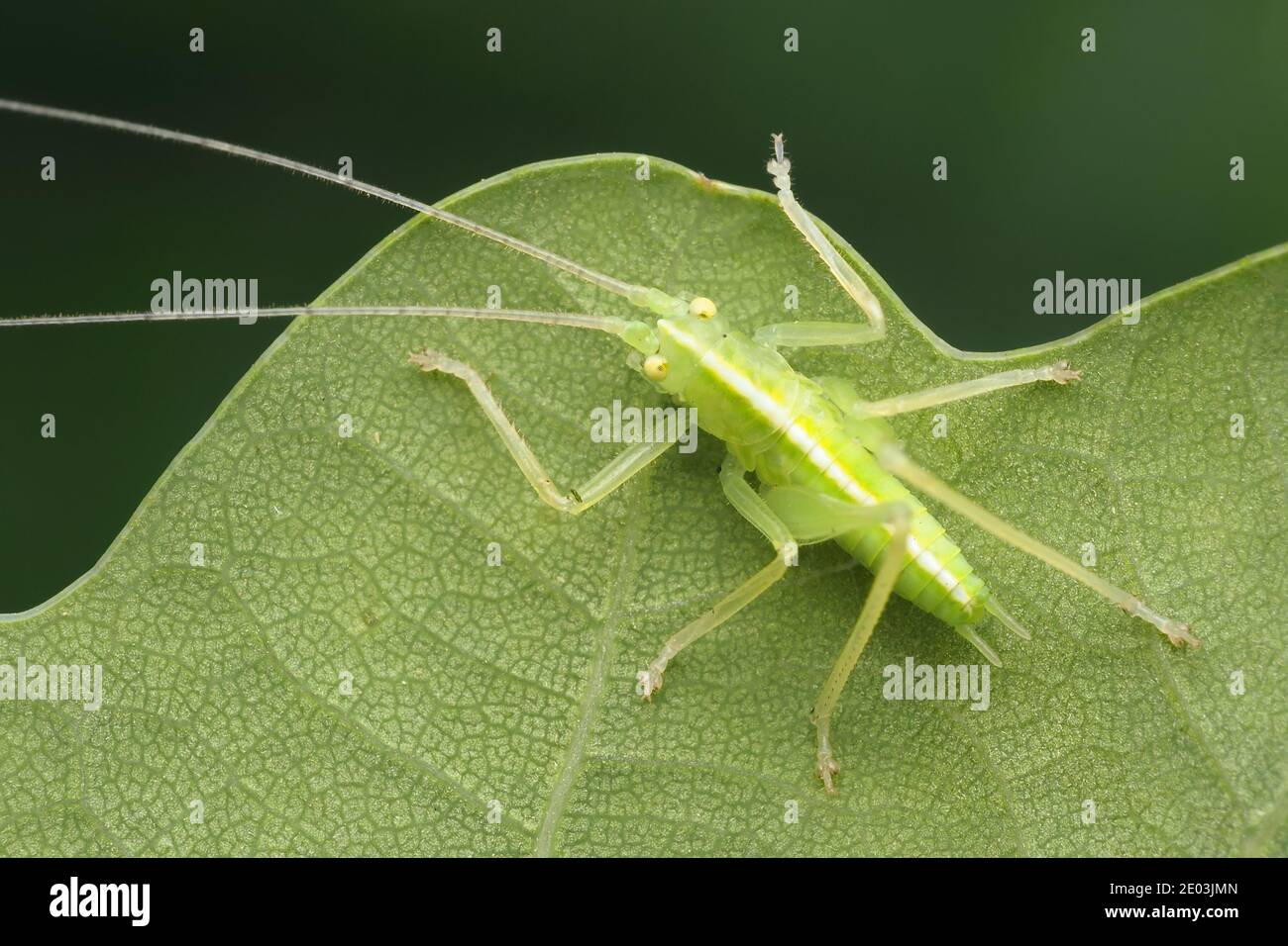 Dorsal view of Oak Bush cricket nymph (Meconema thalassinum) on ...