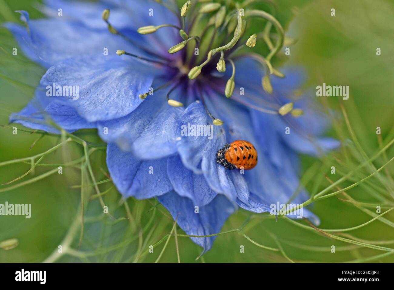 Non native harlequin ladybird hi-res stock photography and images - Alamy