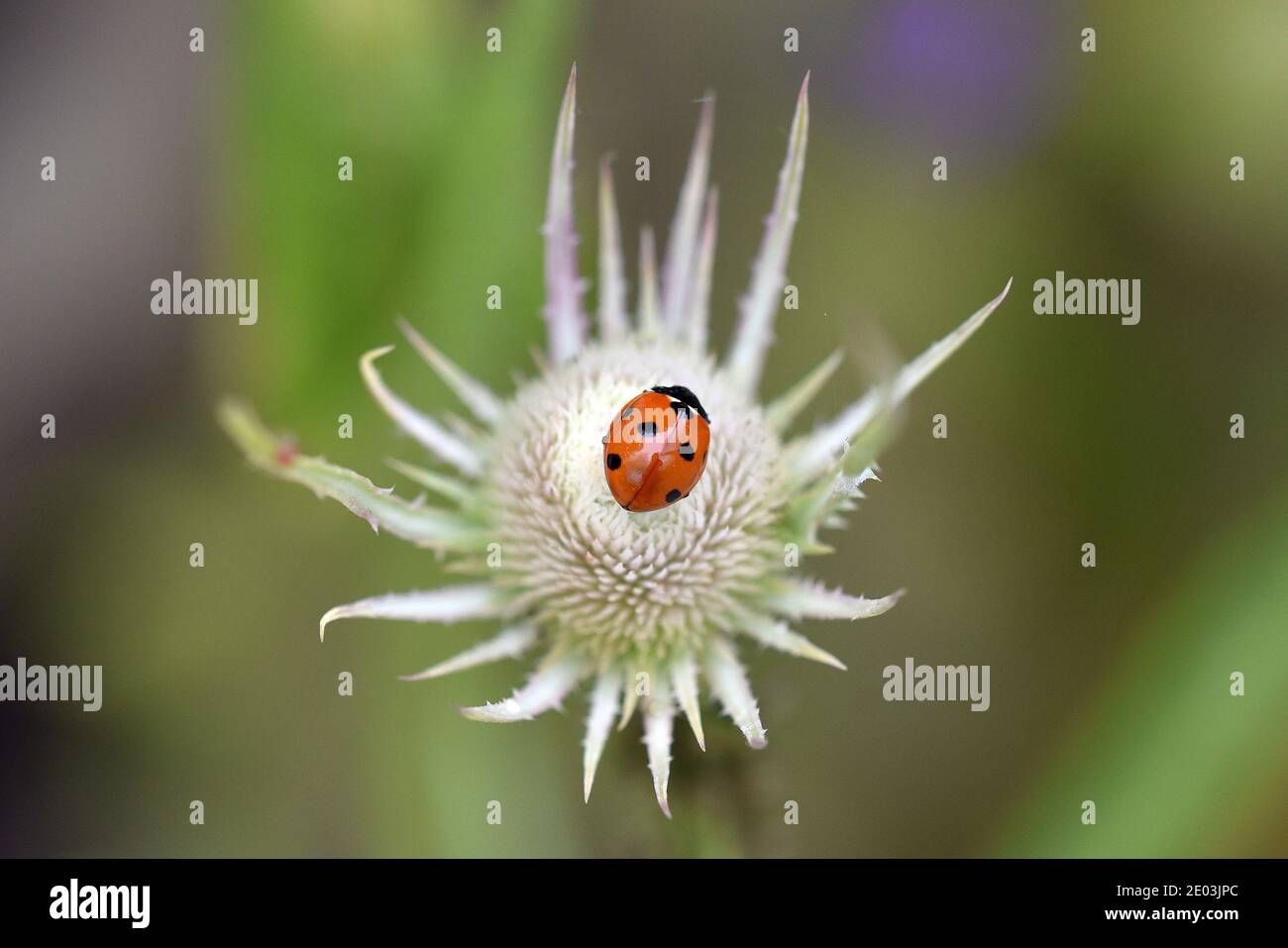 7 Spot Ladybird (Scientific Name Coccinella septempunctat, from ...