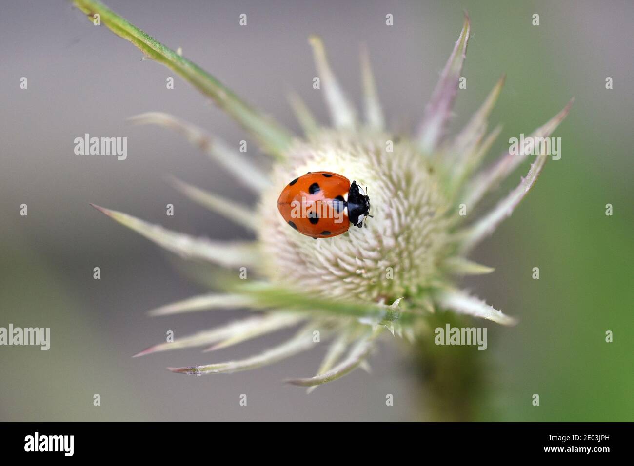 7 Spot Ladybird (Scientific Name Coccinella septempunctat, from ...