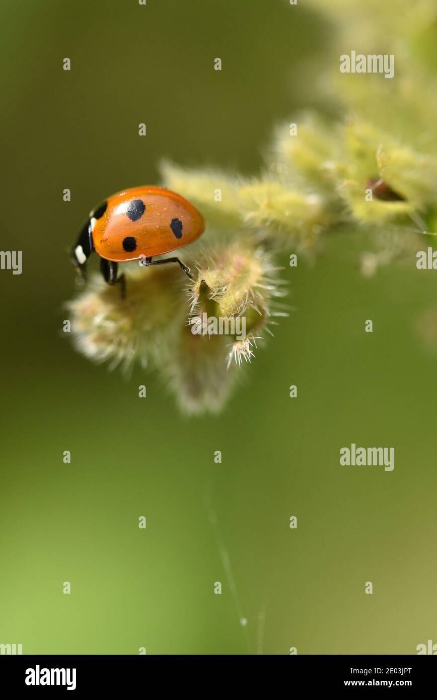 7 Spot Ladybird (Scientific Name Coccinella septempunctat, from ...
