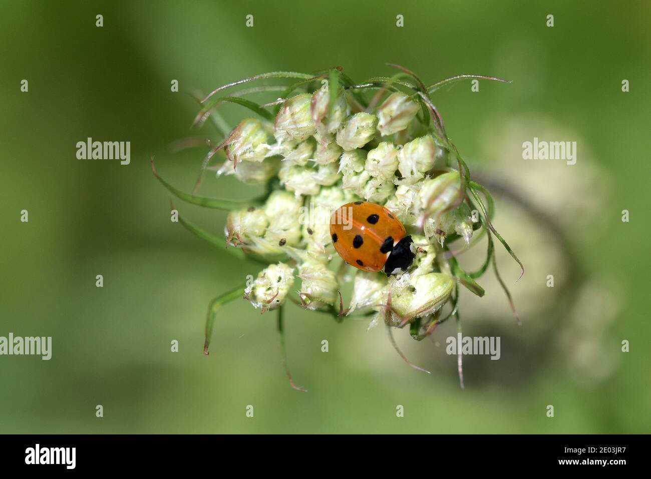 7 Spot Ladybird (Scientific Name Coccinella septempunctat, from ...