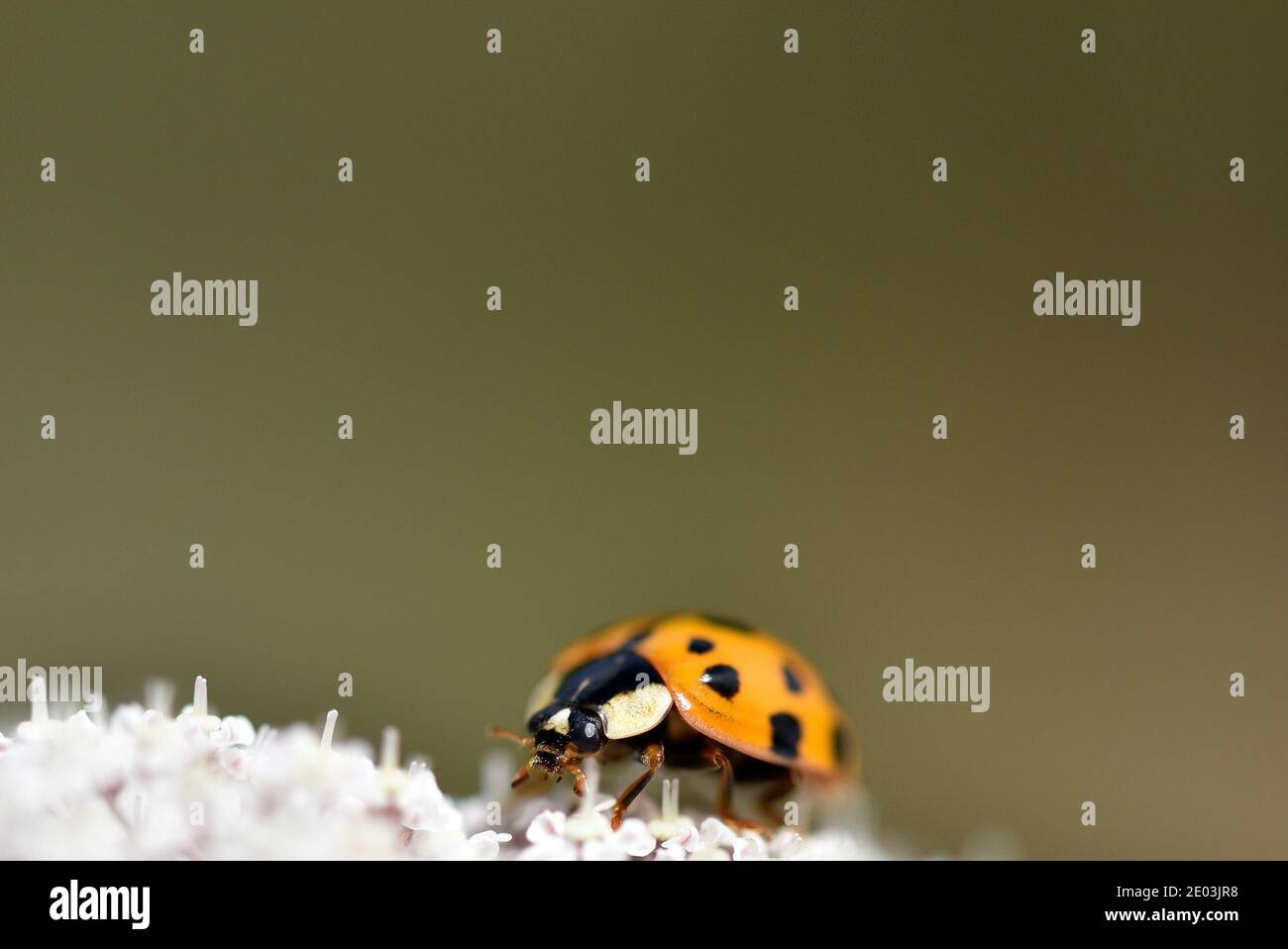 Non native harlequin ladybird hi-res stock photography and images - Alamy