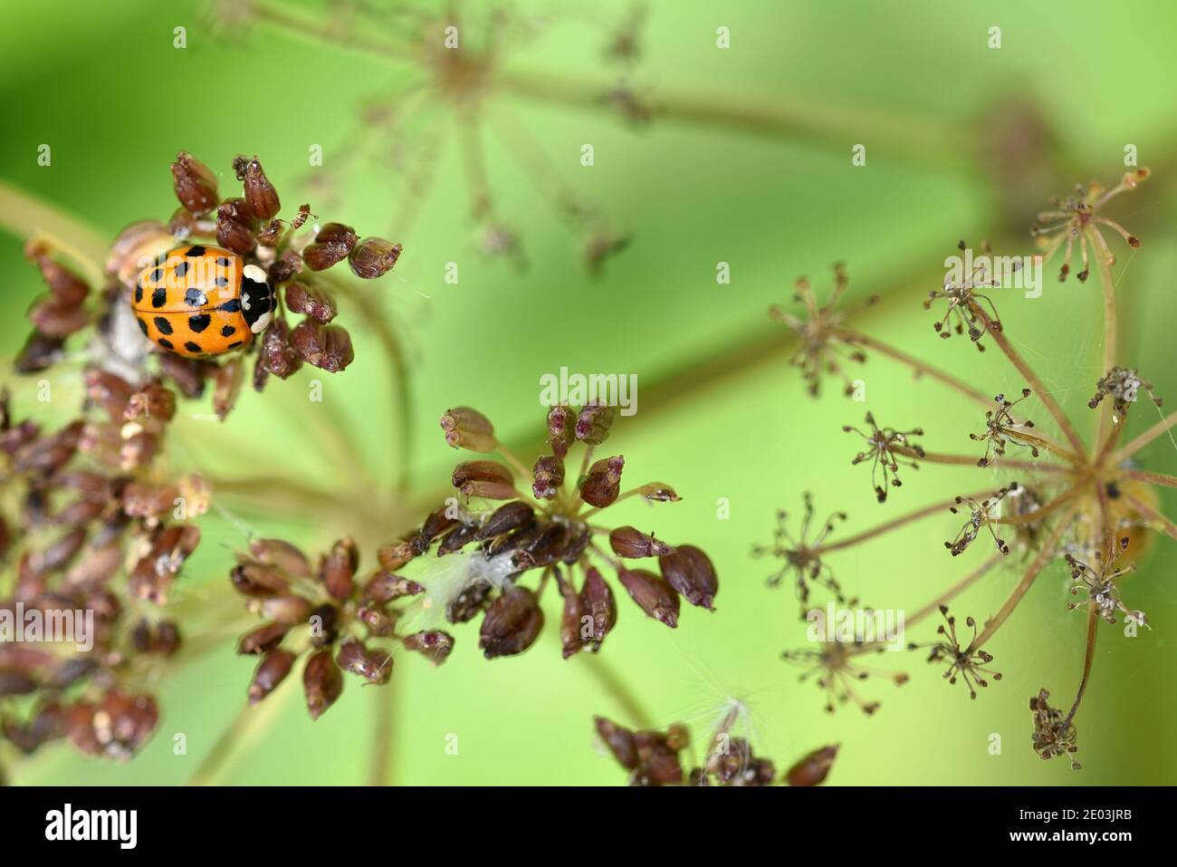 Non native bug hi-res stock photography and images - Alamy