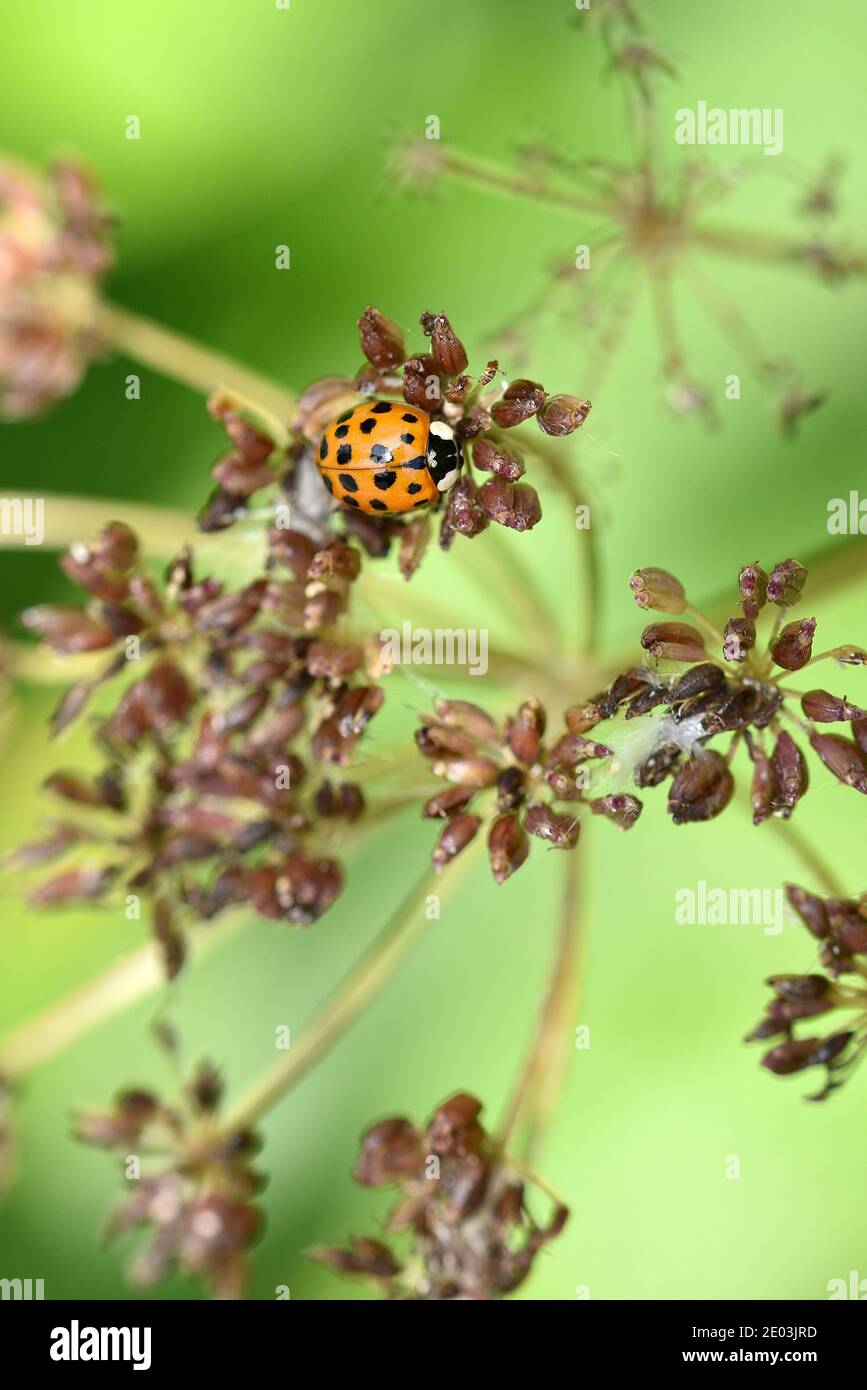 Non native harlequin ladybird hi-res stock photography and images - Alamy