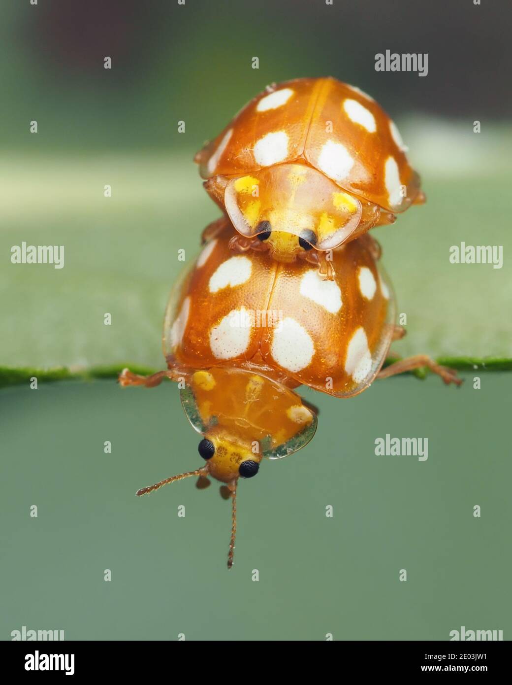 Mating Orange Ladybirds (Halyzia sedecimguttata) on edge of birch leaf ...