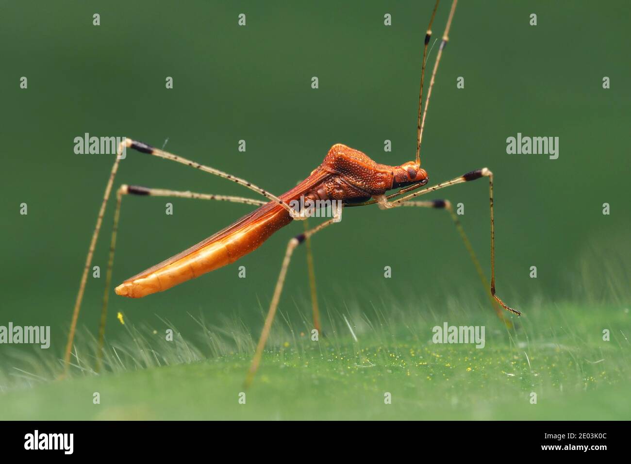 Metatropis rufescens Stilt bug crawling along plant leaf. Tipperary ...