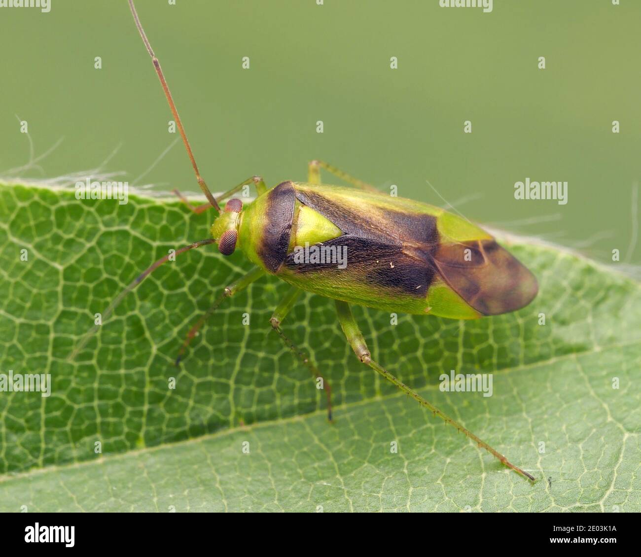 Neolygus viridis mirid bug perched on plant leaf. Tipperary, Ireland ...