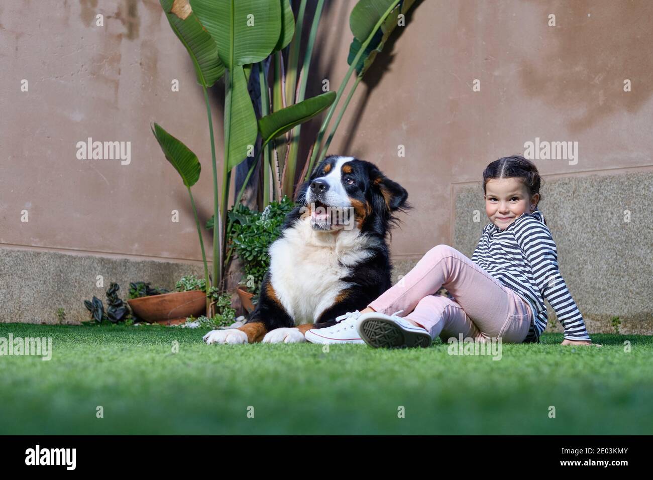 Girl sitting on the grass with big dog Bernese Mountain Dog Stock Photo ...