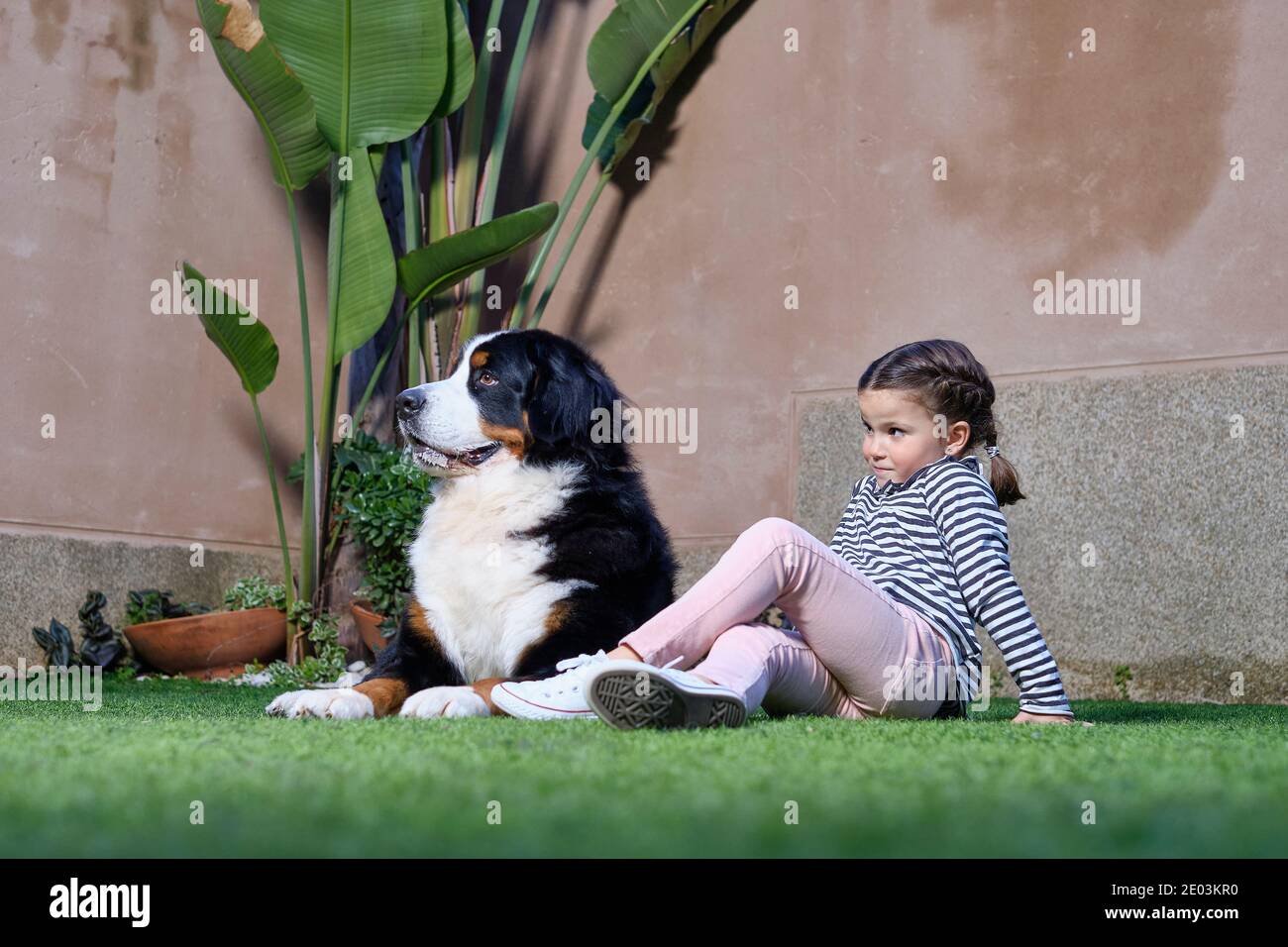Girl sitting on the grass with big dog Bernese Mountain Dog Stock Photo ...