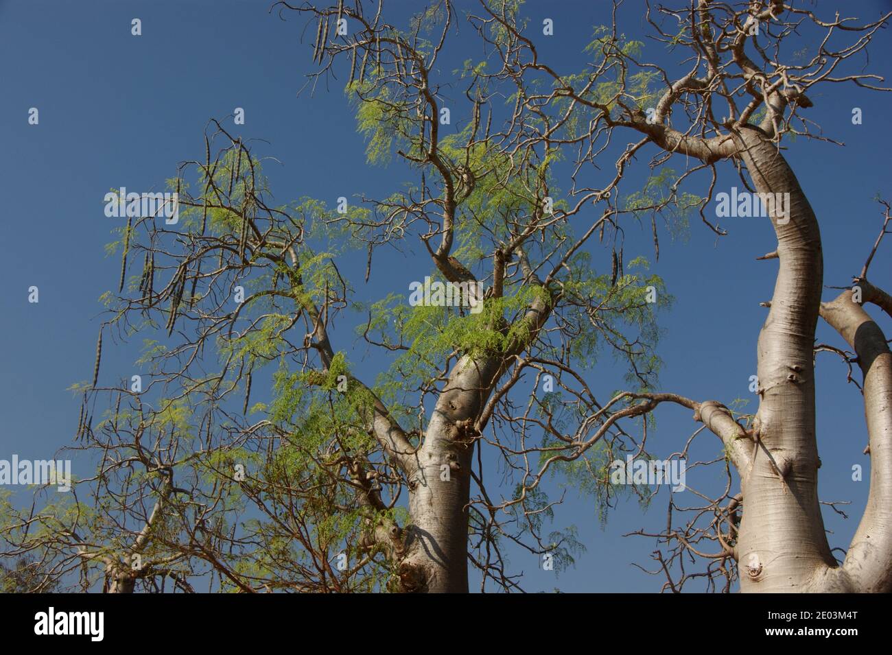 Seed pods dangle from a baobab tree against a clear blue Madagascan sky ...