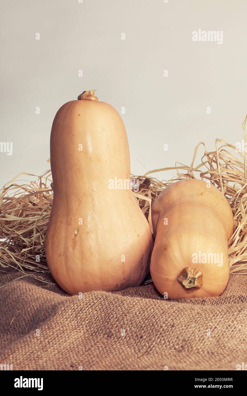 Long pumpkins hi-res stock photography and images - Alamy