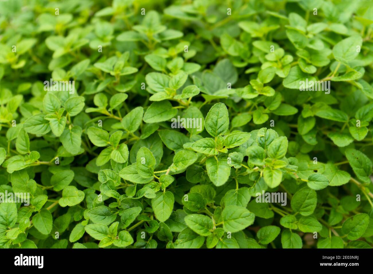 Marjoram texture hi-res stock photography and images - Alamy