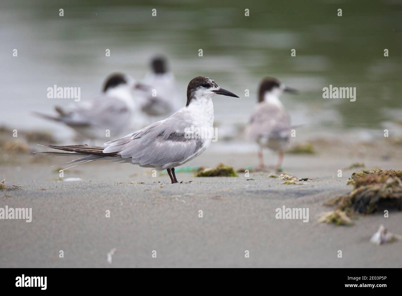 Common terns standing on a backwater shore Stock Photo - Alamy
