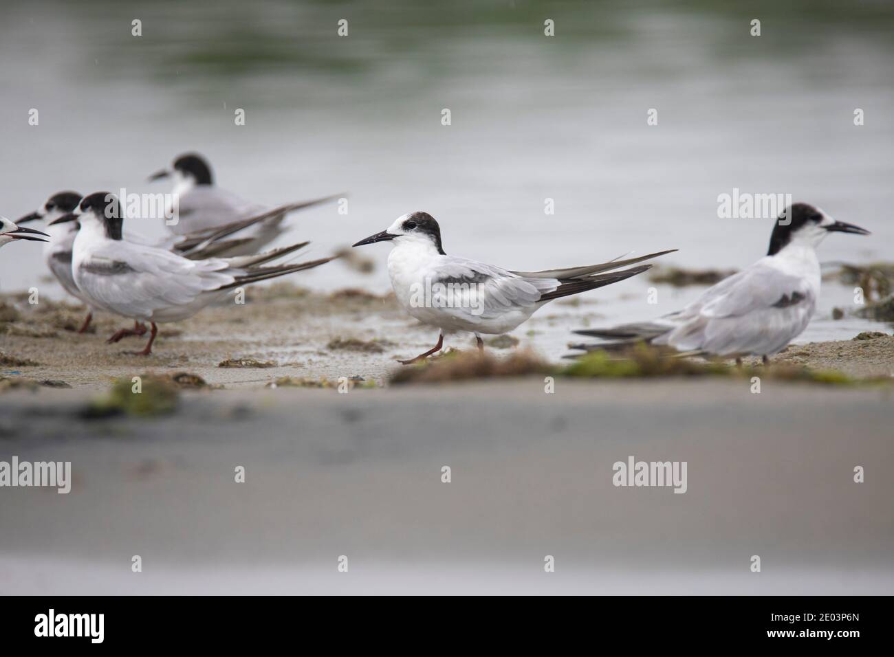 Common terns standing on a backwater shore Stock Photo - Alamy
