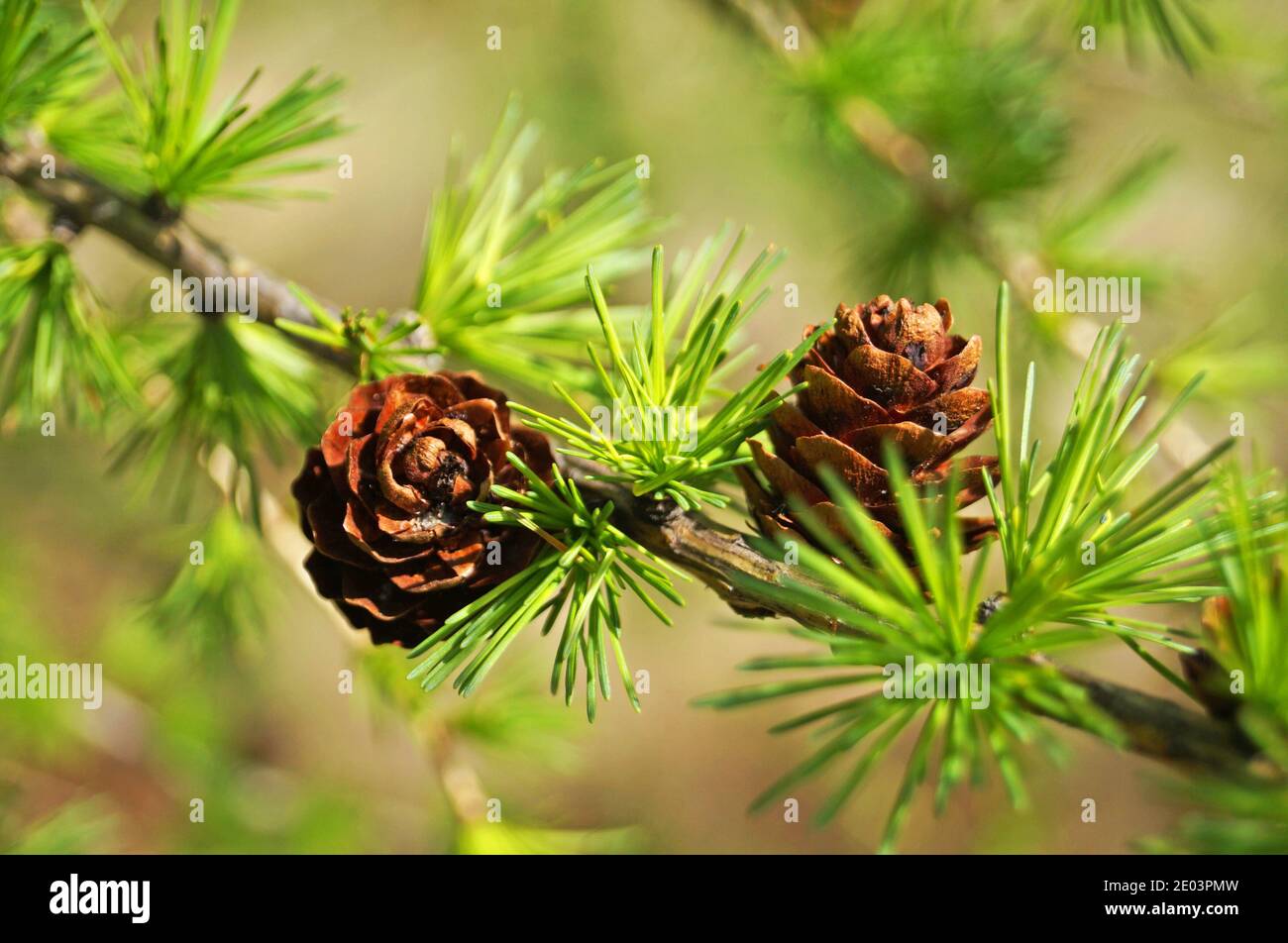 Coniferous tree branch with bright green needles and beautiful pink ...