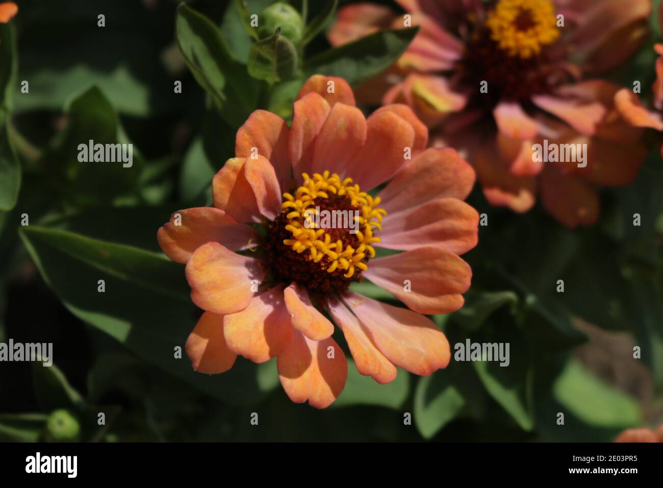 Photo of a cypriot flower hi-res stock photography and images - Alamy