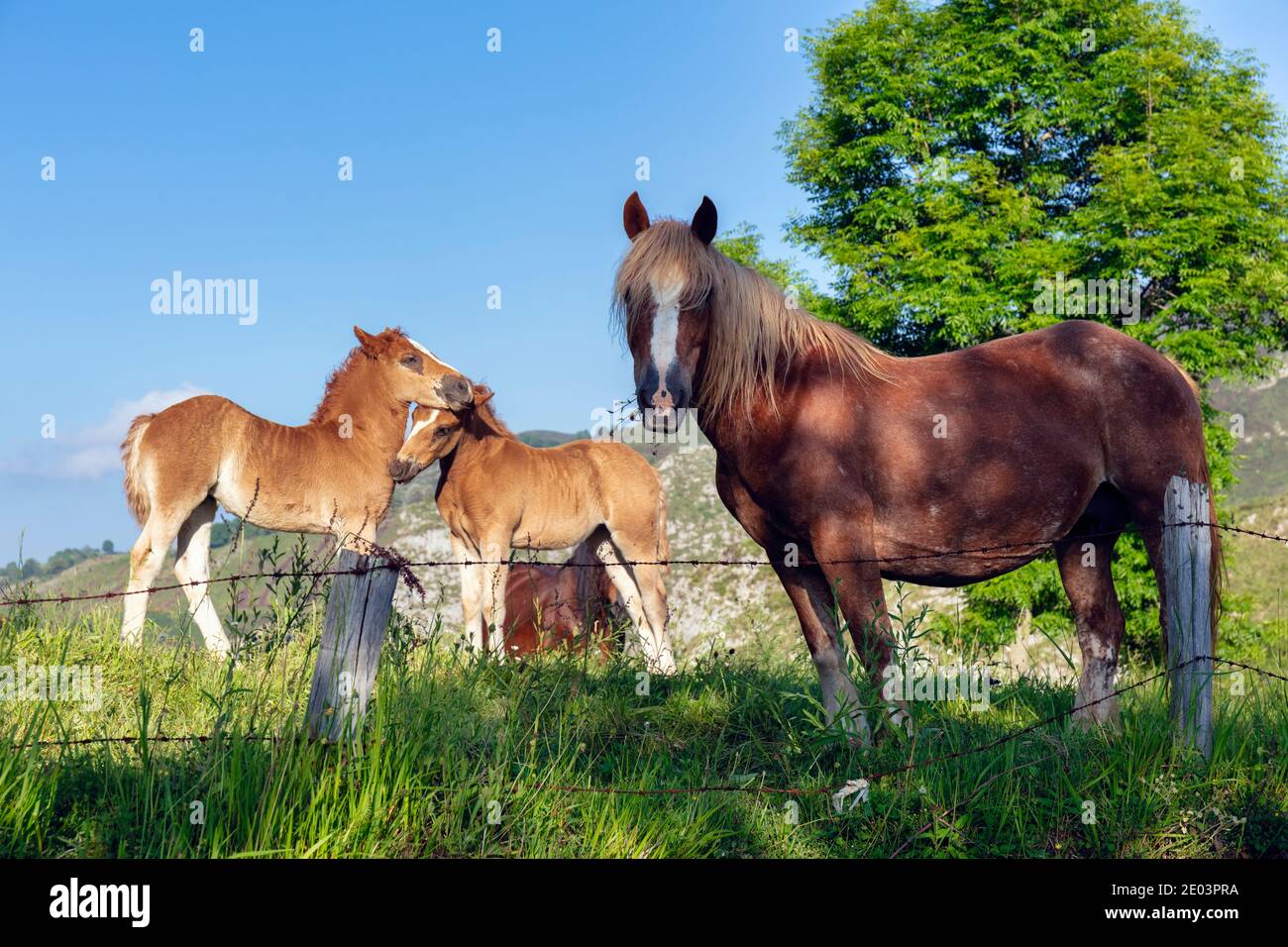 Horses in spain hi-res stock photography and images - Alamy