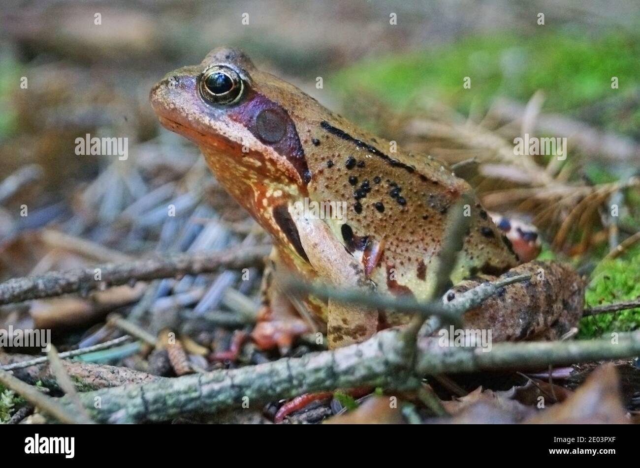Forest frog with green wet skin sits in the forest on the grass and dry ...