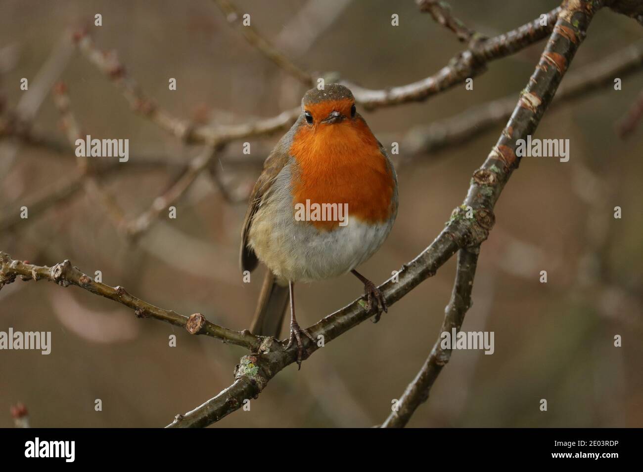 European robins in the wild hi-res stock photography and images - Alamy