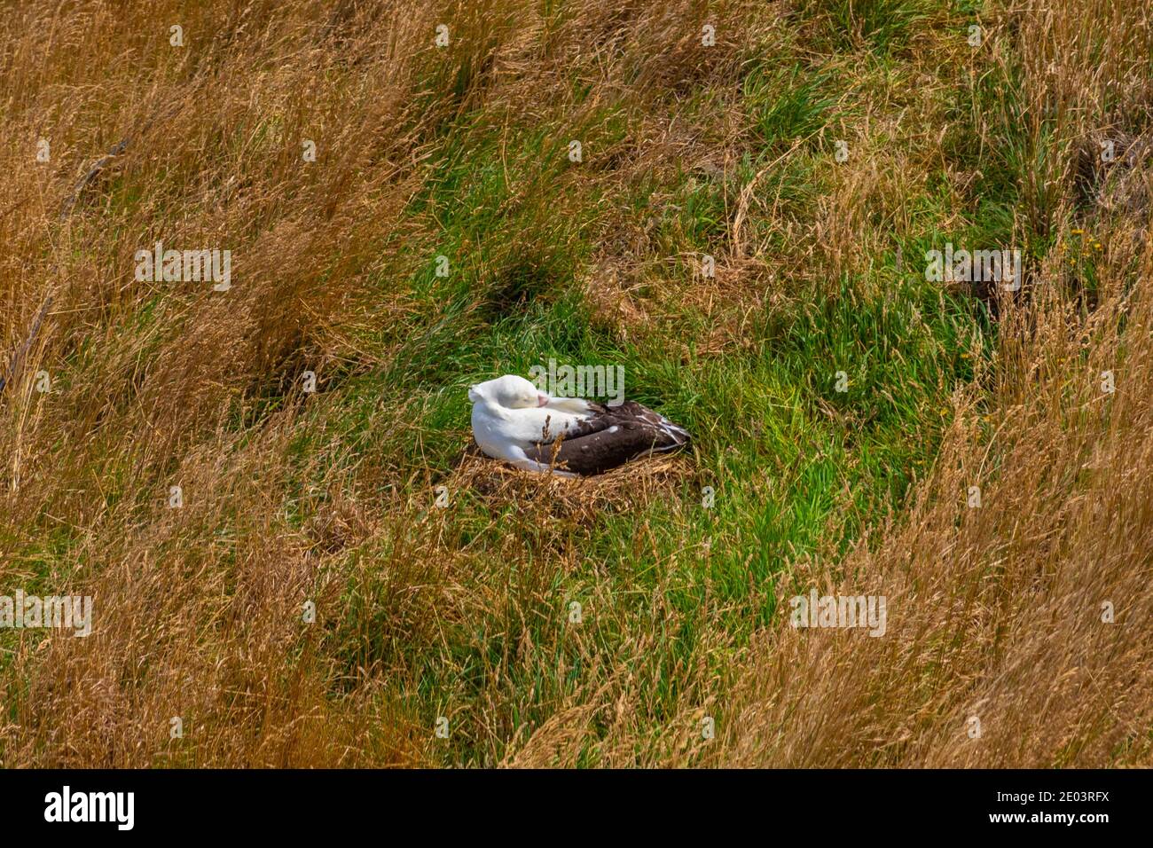 Dunedin albatross hi-res stock photography and images - Alamy