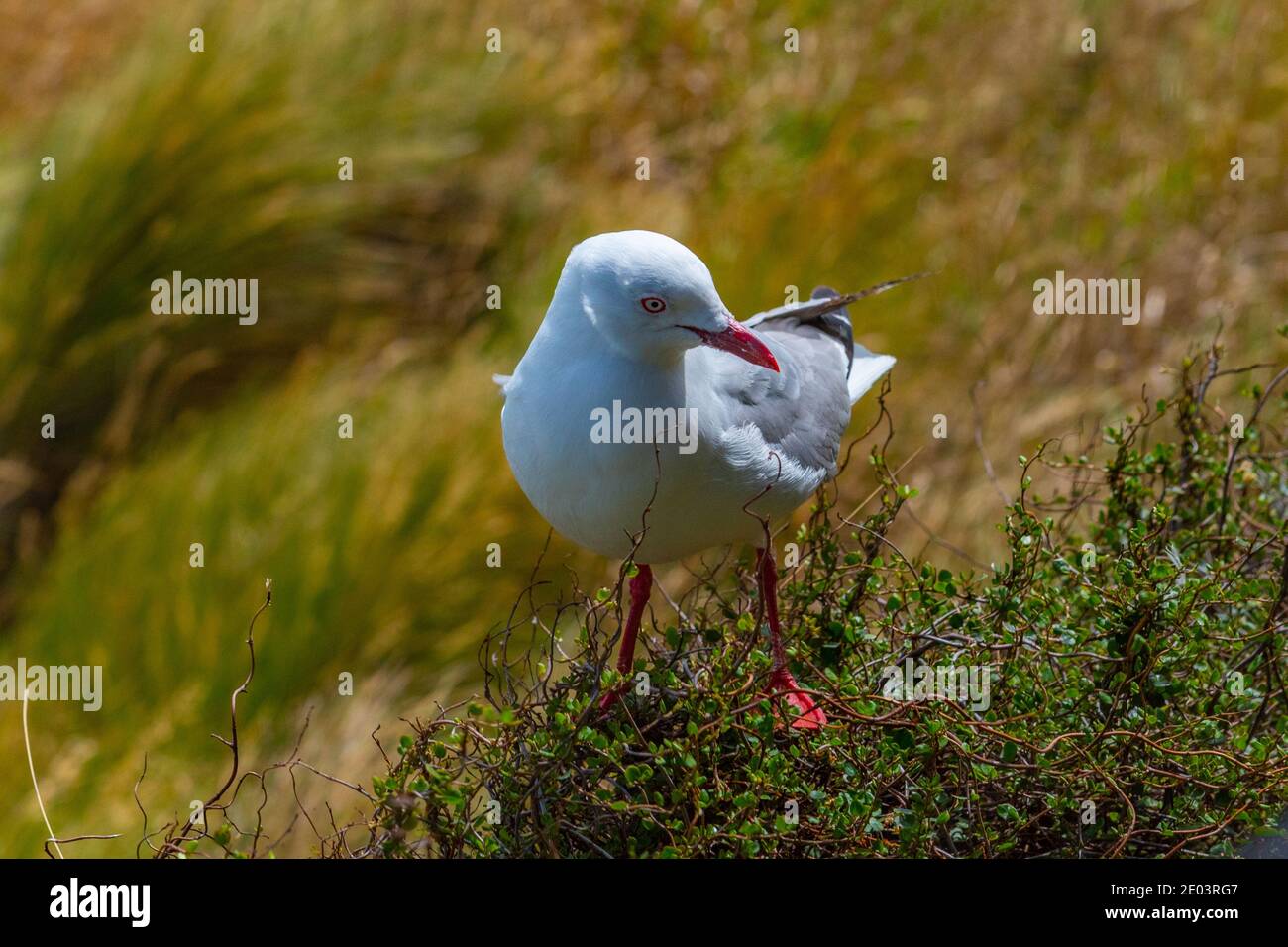 Dunedin wildlife hi-res stock photography and images - Alamy