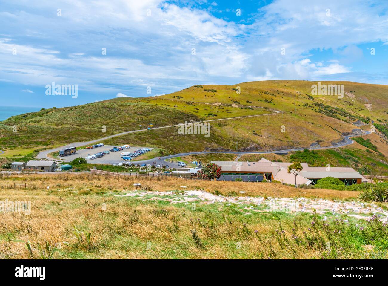 Taiaroa head at Otago peninsula, New Zealand Stock Photo - Alamy