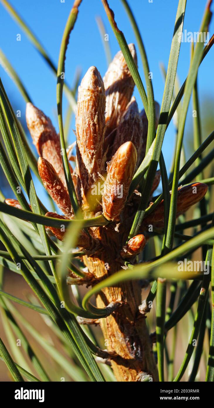 Pine buds on a branch with long green needles on a tree on a sunny ...