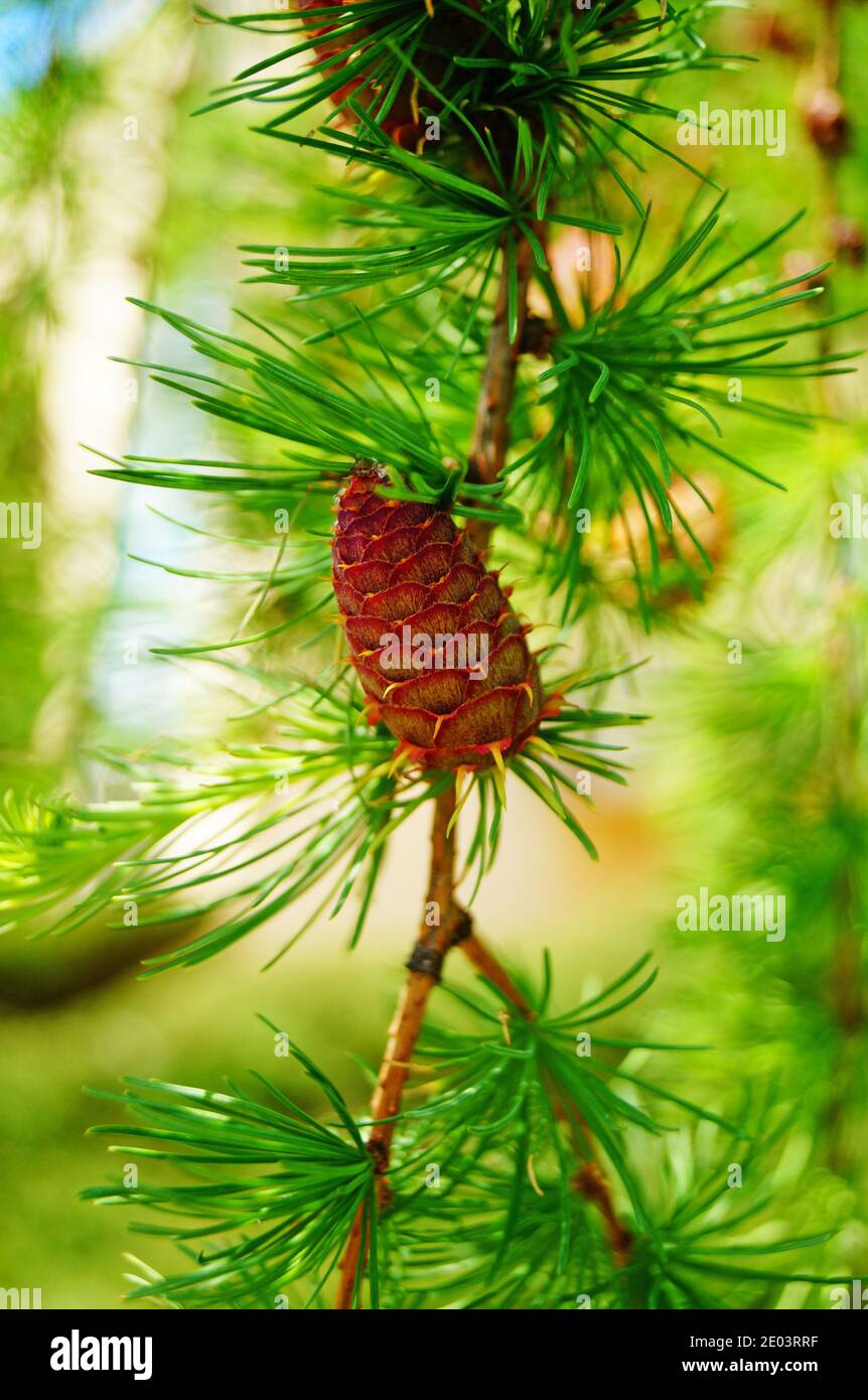Coniferous tree branch with bright green needles and beautiful pink ...