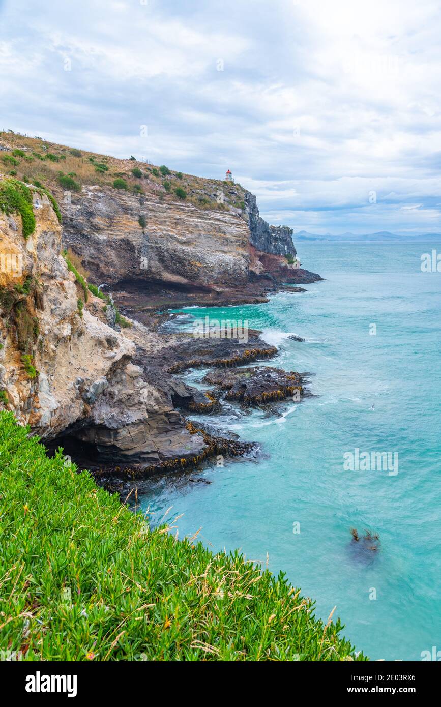 Taiaroa head royal albatross hi-res stock photography and images - Alamy