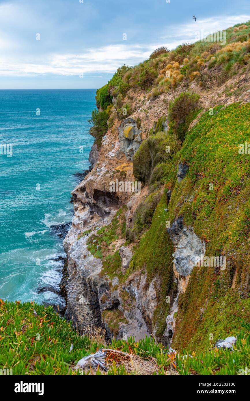 Taiaroa head at Otago peninsula, New Zealand Stock Photo - Alamy