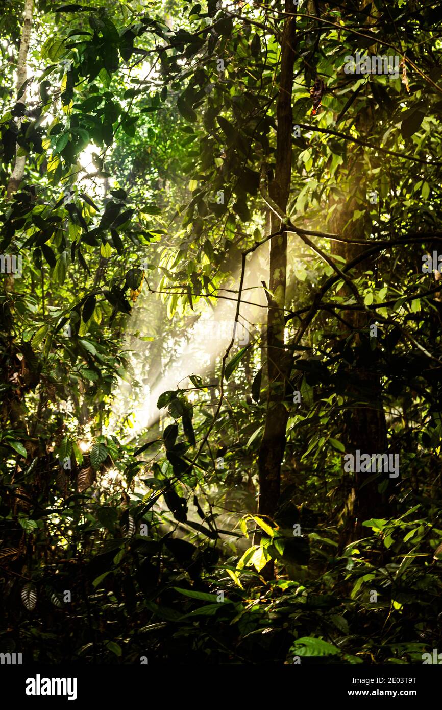 Sun shining through rainforest hi-res stock photography and images - Alamy