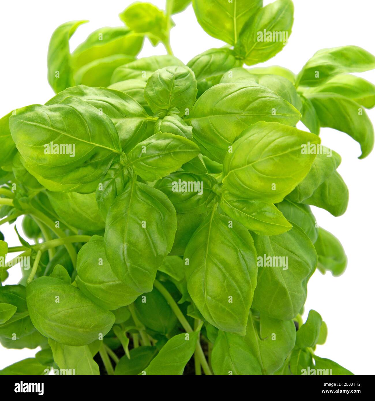 Basil ocimum basilicum close hi-res stock photography and images - Alamy