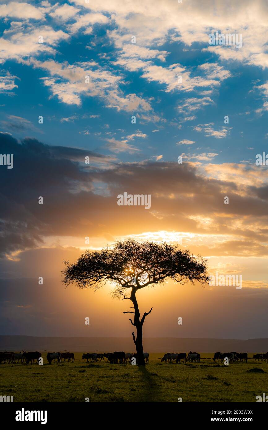 Savanna sunset colors hi-res stock photography and images - Alamy